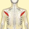 How to Prevent Shoulder Injury (by Mobilizing Your Teres Minor)